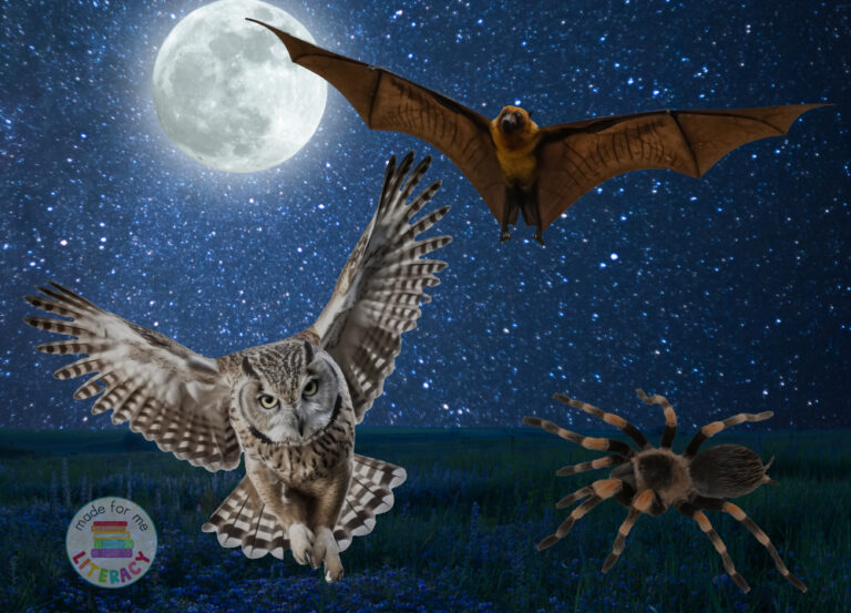 Explore the Night: Bats, Owls, and Spiders